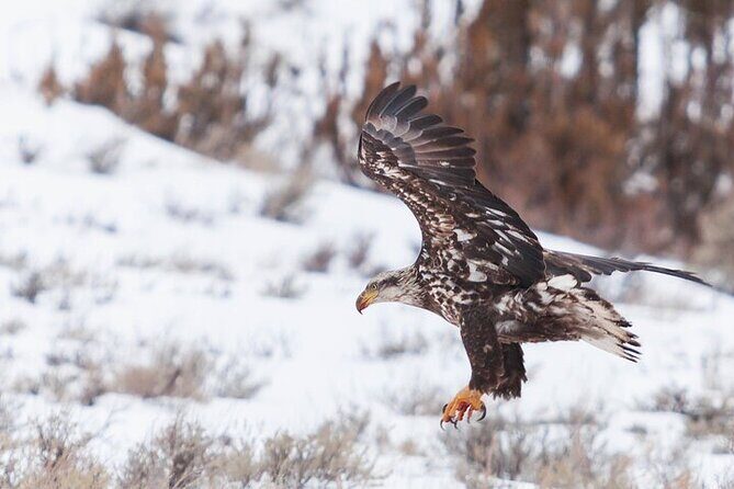 Yellowstone Winter Wildlife Safari from Bozeman - FAQ