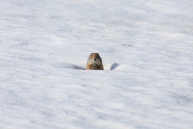 Yellowstone Winter Wildlife Safari from Bozeman - The Sum Up
