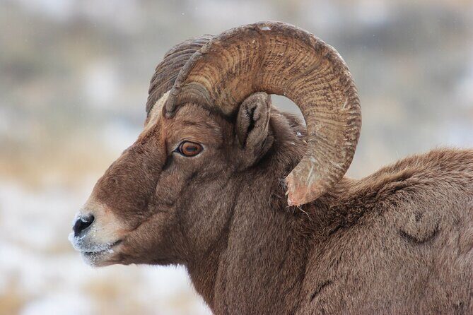 Yellowstone Winter Wildlife Safari from Bozeman - Private Tour - An In-Depth Look at the Yellowstone Winter Wildlife Safari