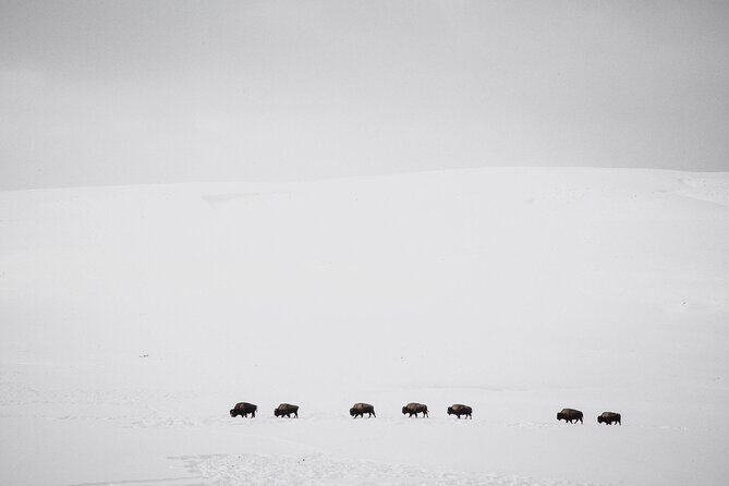 Yellowstone Winter Wildlife Safari from Bozeman - Private Tour - Final Thoughts