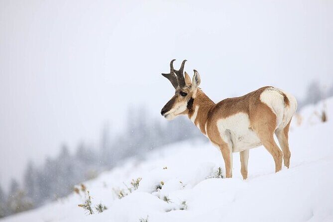 Yellowstone Winter Wildlife Safari From Gardiner - An Inside Look at the Yellowstone Winter Safari