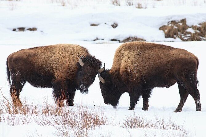 Yellowstone Winter Wildlife Safari From Gardiner - Who Is This Tour Best For?