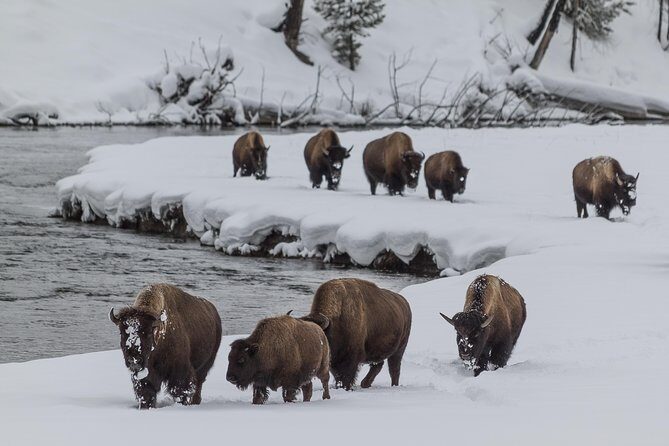 Yellowstone Wolves and Winter 4Day/3Night Adventure from Montana - An In-Depth Look at the 4-Day Yellowstone Winter Tour