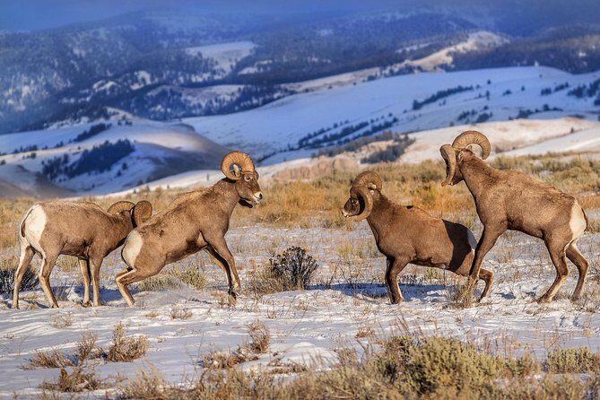Yellowstone Wolves and Winter 4Day/3Night Adventure from Montana - Day 4: Final Morning and Hot Springs Visit