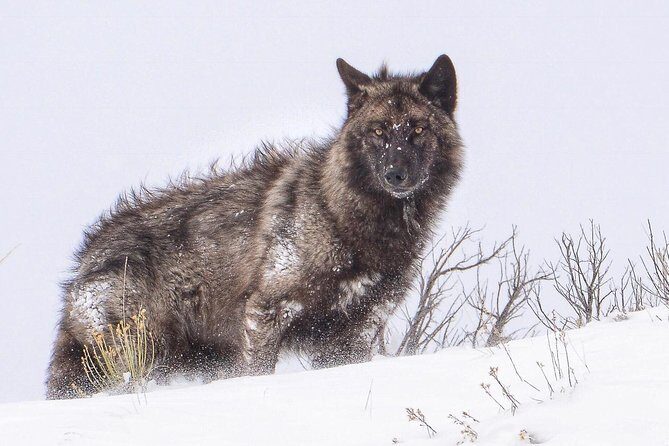 Yellowstone Wolves and Winter 4Day/3Night Adventure from Montana - What Makes This Tour Stand Out?