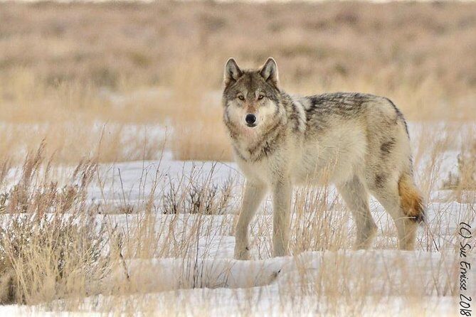 Yellowstone Wolves and Winter 4Day/3Night Adventure from Montana - Price and Value