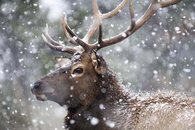 Yellowstone Wolves and Winter 4Day/3Night Adventure from Montana - Practical Tips for Travelers
