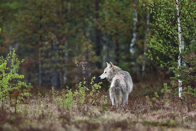 Yellowstone's Lamar Valley & Picnic With Wildlife Guide - What’s Included & What to Consider