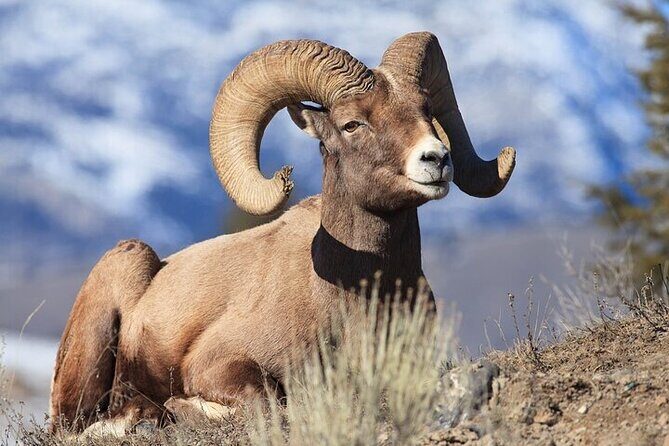 Yellowstone's Lamar Valley Wildlife Safari from Gardiner - Wrapping Up