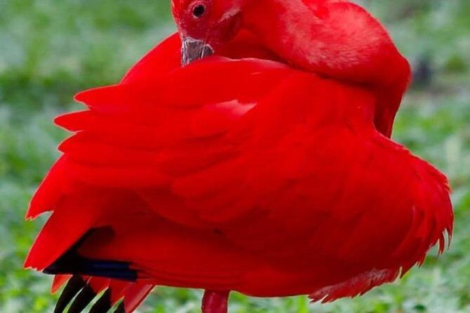 Yerette Home of the Hummingbird and Caroni Wildlife Tour - Key Points