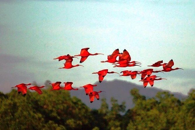 Yerette Home of the Hummingbird and Caroni Wildlife Tour - An In-Depth Look at the Tour Experience