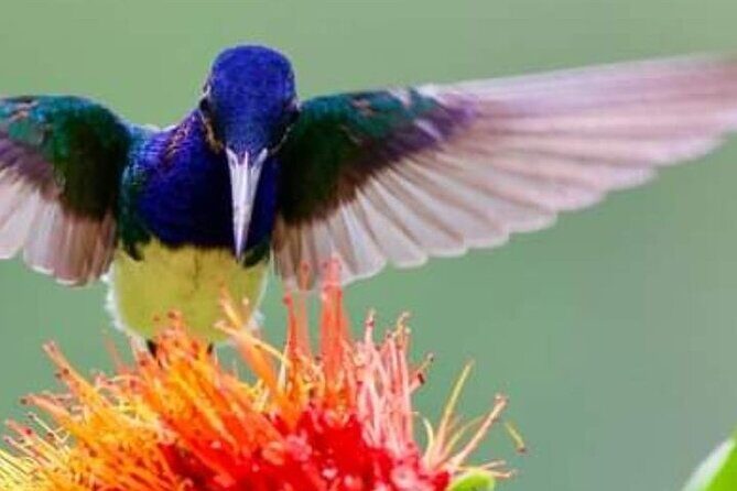 Yerette Home of the Hummingbird - Key Points