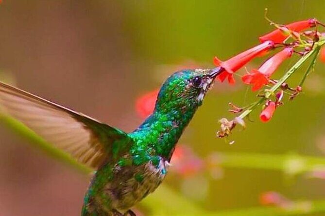 Yerette Home of the Hummingbird - Introduction: What to Expect from Yerette Home of the Hummingbird