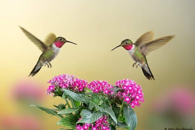 Yerette Home of the Hummingbird - Authentic Experiences from Travelers