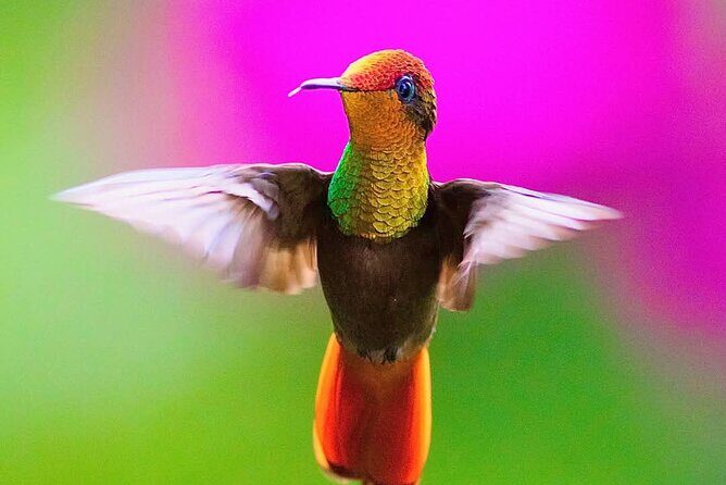 Yerette Home of the Hummingbird - Analyzing the Value