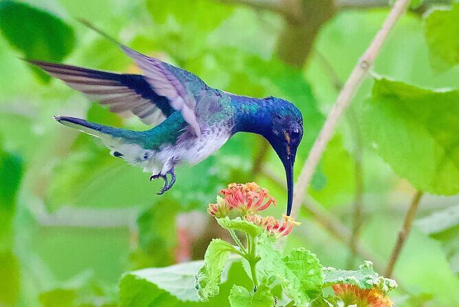 Yerette Home of the Hummingbird - Who Should Consider This Tour?