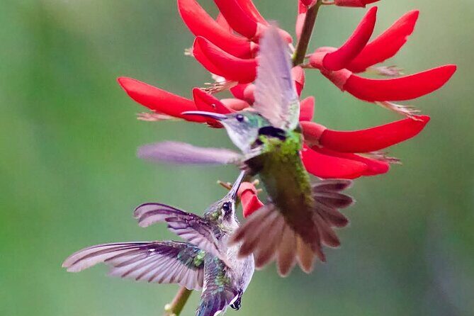 Yerette Home of the Hummingbird - FAQ