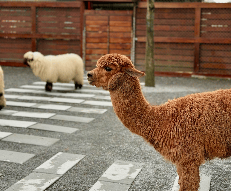 Yilan: Private Custom Tour with Local Guide - The Sum Up: Who Will Love This Tour?