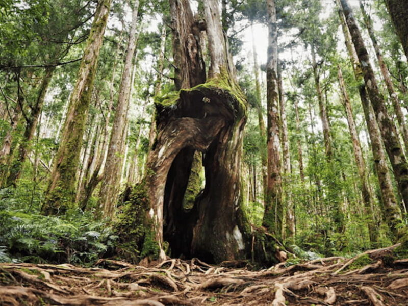 Yilan Taipingshan & Jiuzhize Hot Spring Private Day Trip - Who Should Consider This Tour?