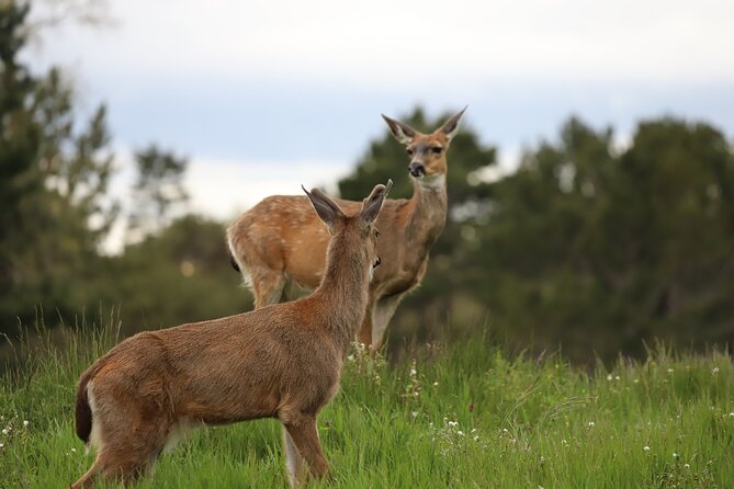 Yoga & Forest Bathing Day Retreat - The Sum Up: A Calm, Authentic Connection with Nature