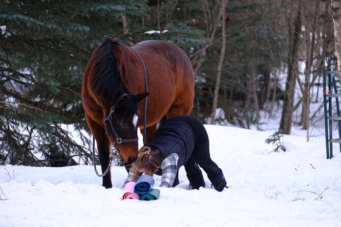 Yoga with Horses - FAQ
