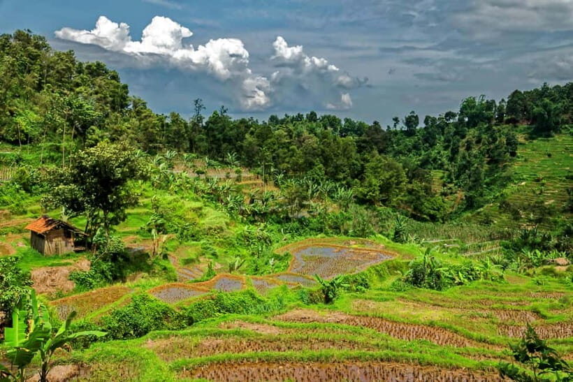 Yogyakarta: Borobudur Climb-Up Selogriyo Rice Field Trekking - Exploring Borobudur and the Scenic Rice Terraces