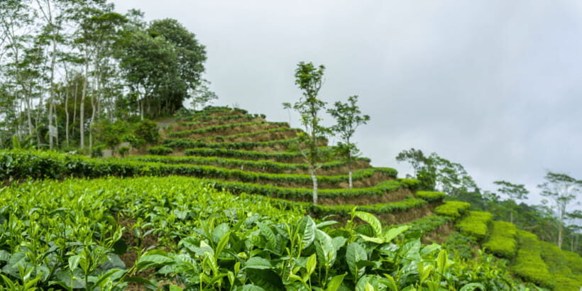 Yogyakarta: Borobudur, Prambanan & Java Nature Exploration - FAQs