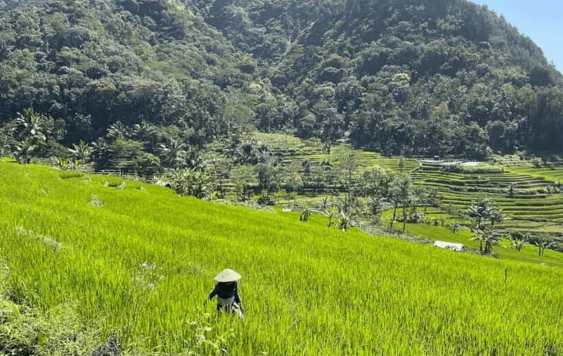 YOGYAKARTA; EXPLORE SELOGRIYO RICE FIELDS & MENDUT TEMPLE. - An In-Depth Look at the Tour Experience