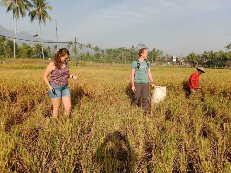 Yogyakarta: Jomblang Cave & Pindul Shared Tour w/Lunch - Final Recommendation