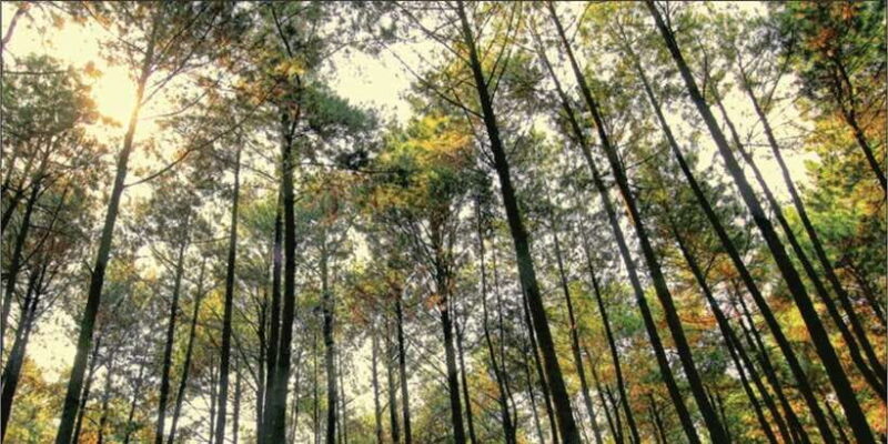 Yogyakarta: Jurang Tembelan, Pine Forest, and Timang Beach - Final Thoughts