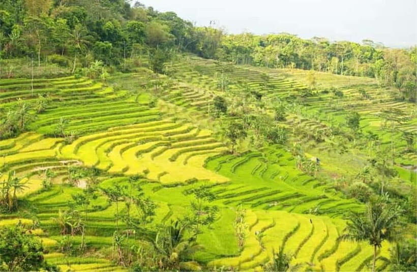 YOGYAKARTA; KEDUNG KAYANG WATERFALL AND SELOGRIYO TEMPLE. - The Guided Experience: Knowledgeable and Friendly Guides