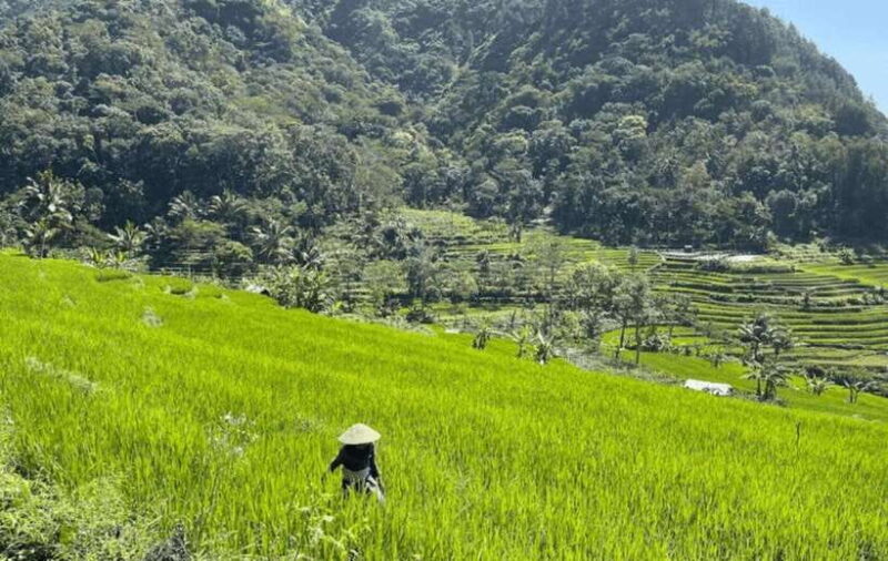 YOGYAKARTA; NEPAL VAN JAVA AND EXPLORE SELOGRIYO RICE FIELDS - FAQ