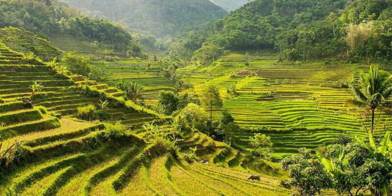 Yogyakarta: Private Customizable Guided Tour - Summary of the Experience