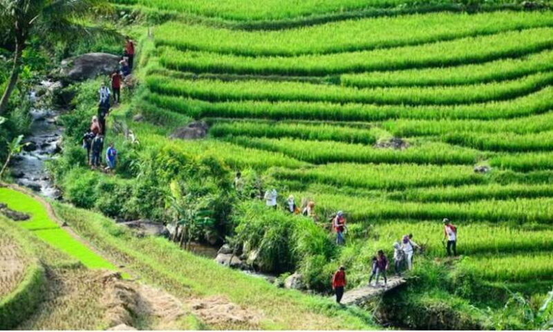 Yogyakarta Rice Terraces Hike and Kedungkayang Waterfall - The Practicalities: What’s Included & What to Expect