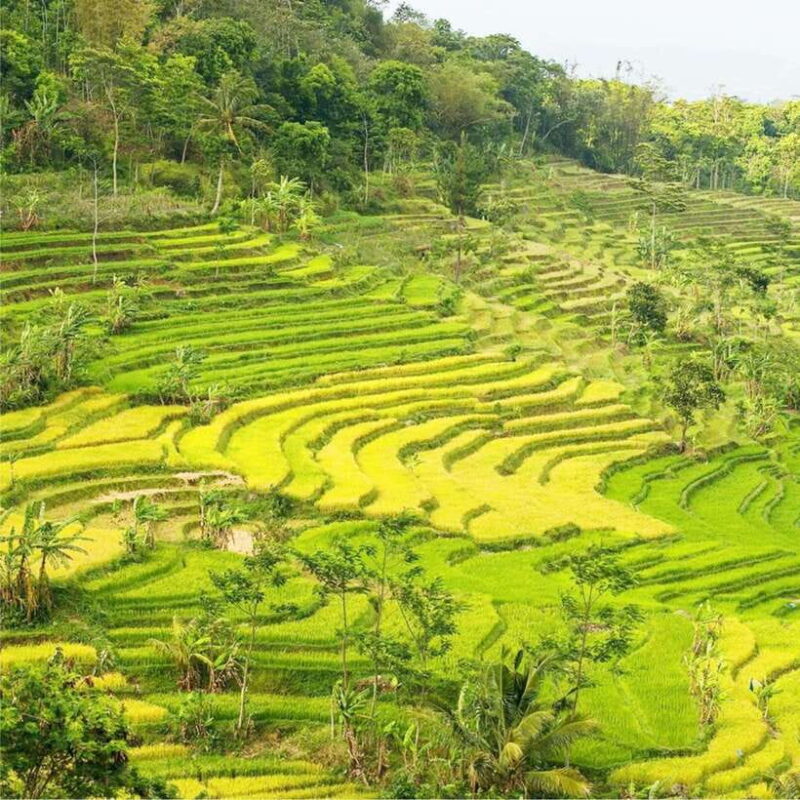 Yogyakarta; Selogriyo Tempel & Tracking Terrased Rice Fields - The Scenic Rice Fields: A Walk Through Natural Beauty