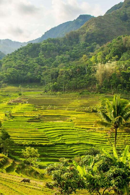 Yogyakarta; Selogriyo Tempel & Tracking Terrased Rice Fields - The Overall Experience and Practical Details