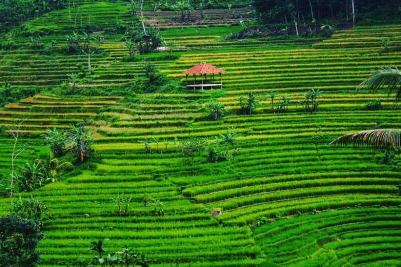 Yogyakarta; Selogriyo Tempel & Tracking Terrased Rice Fields - Why This Tour Works