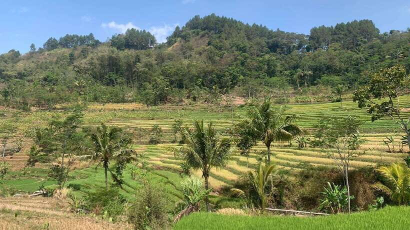 Yogyakarta: Selogriyo Temple and Candirejo Cycling Tour - Introduction