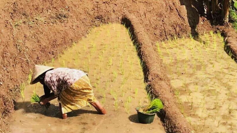 Yogyakarta: Selogriyo Temple and Rice Terrace Soft Trekking - The Practical Side: Pricing, Duration, and Comfort