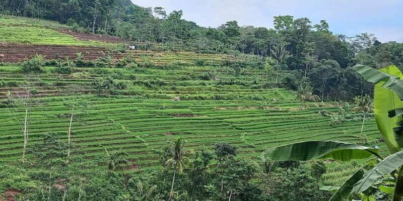 Yogyakarta :selogriyo temple, rice field trek& nepalvan java - Practical Details That Matter