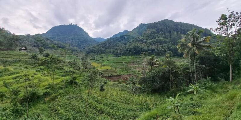 Yogyakarta :selogriyo temple, rice field trek& nepalvan java - Who Should Book This Tour?