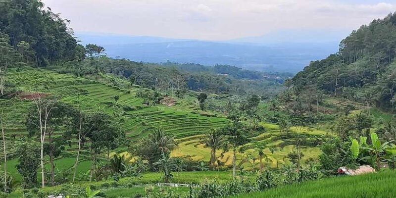 Yogyakarta :selogriyo temple, rice field trek& nepalvan java - FAQ