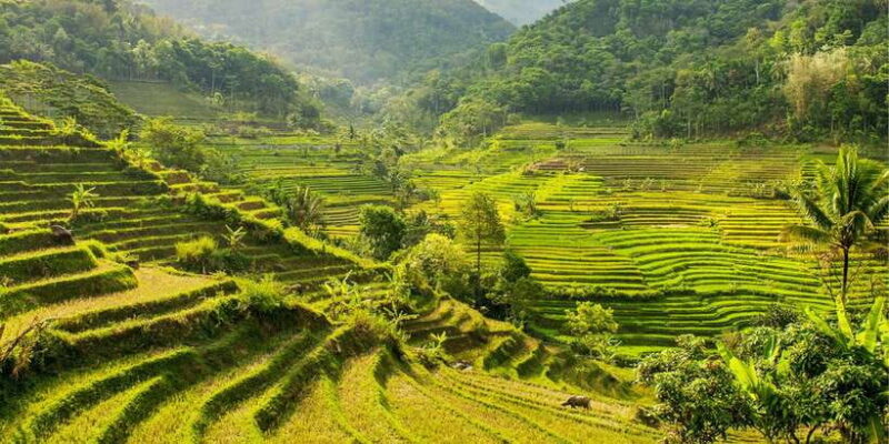 Yogyakarta: Selogriyo Temple Tour & Java Rice Terrace Trek - Key Points