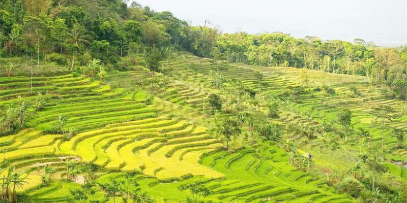 Yogyakarta: Selogriyo Temple Tour & Java Rice Terrace Trek - The Highlights That Make This Tour Special