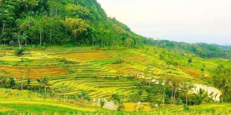 Yogyakarta: Selogriyo Temple Tour & Java Rice Terrace Trek - Transportation and Value
