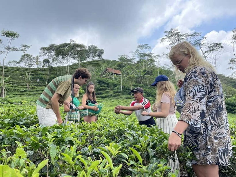 Yogyakarta Tea Class & Borobudur Climb Up Guided Shared Tour - Exploring Menoreh Hill: The Organic Tea Experience