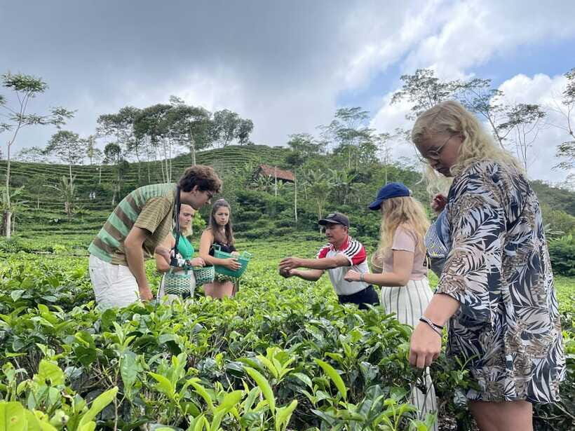 Yogyakarta Tea Class & Borobudur Climb Up Guided Shared Tour - The Balance of Value and Authenticity