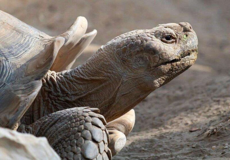 Yogyakarta : trip to Bromo + Ijen + Merubetiri national park - Frequently Asked Questions