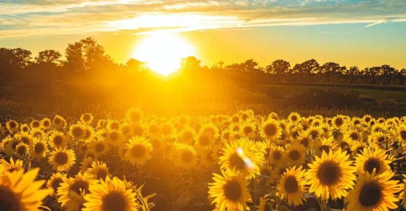 Yolo: Vineyards, Farms & Cultural Gems - Audio Driving Tour - Key Points