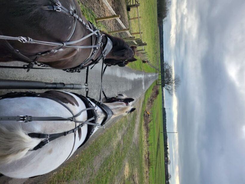 York: Horse Drawn Carriage ride & Cream Tea - An Authentic Ride Through Quiet Beauty